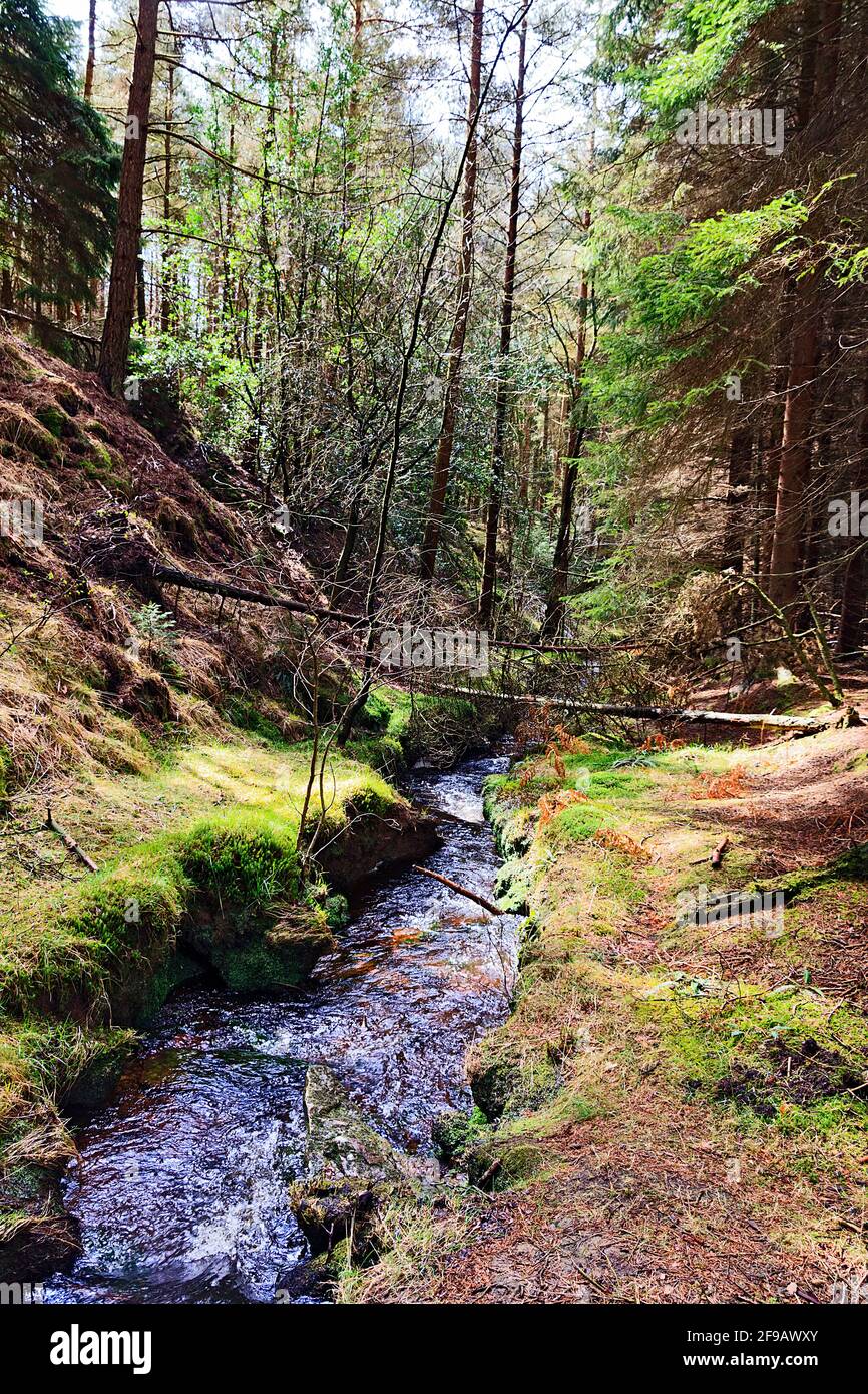 Landscape pine tree forest small river hi-res stock photography and ...