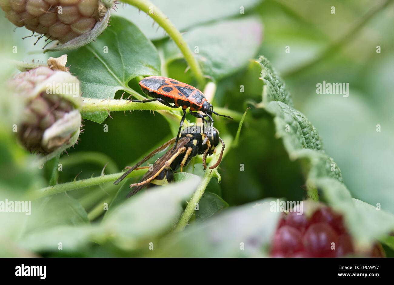 Closeup shot of a soldier bug and a wasp on raspberry leaves Stock ...