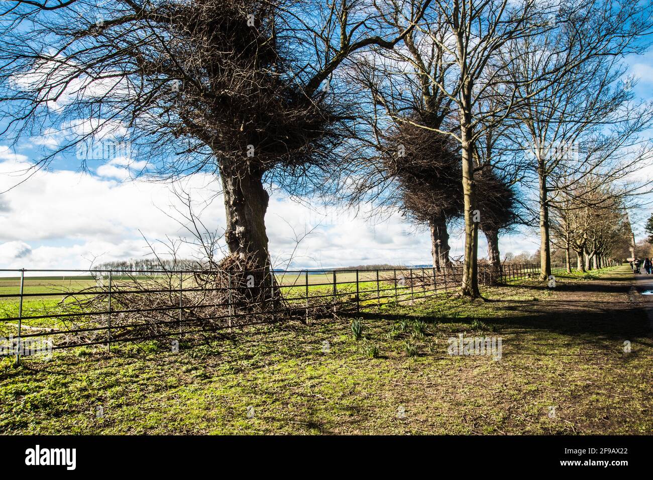 Scaping heavy trees Wentworth Yorkshire Raymond Boswell Stock Photo - Alamy