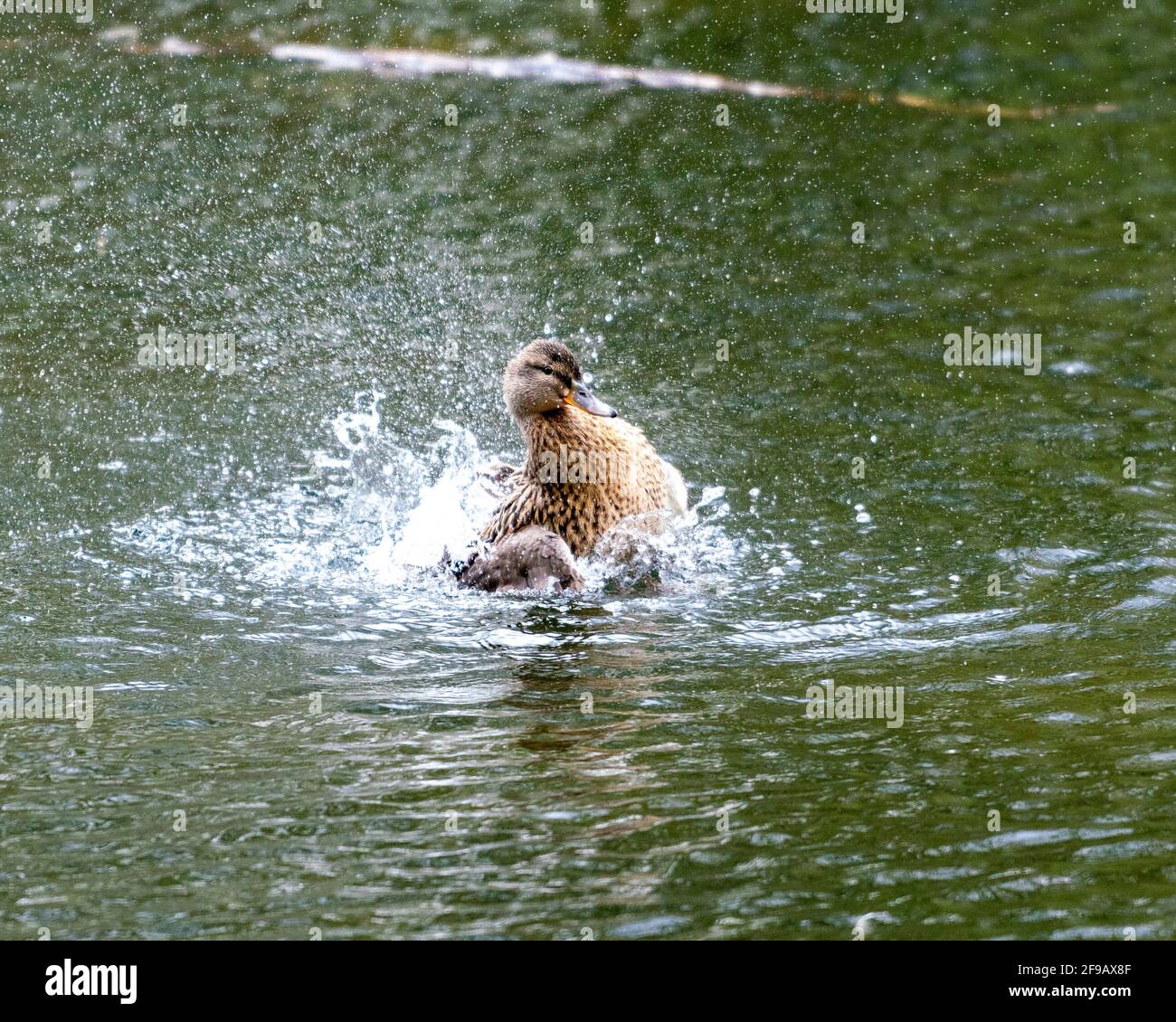 A duck romps in the water. She flaps her wings and splashes water ...
