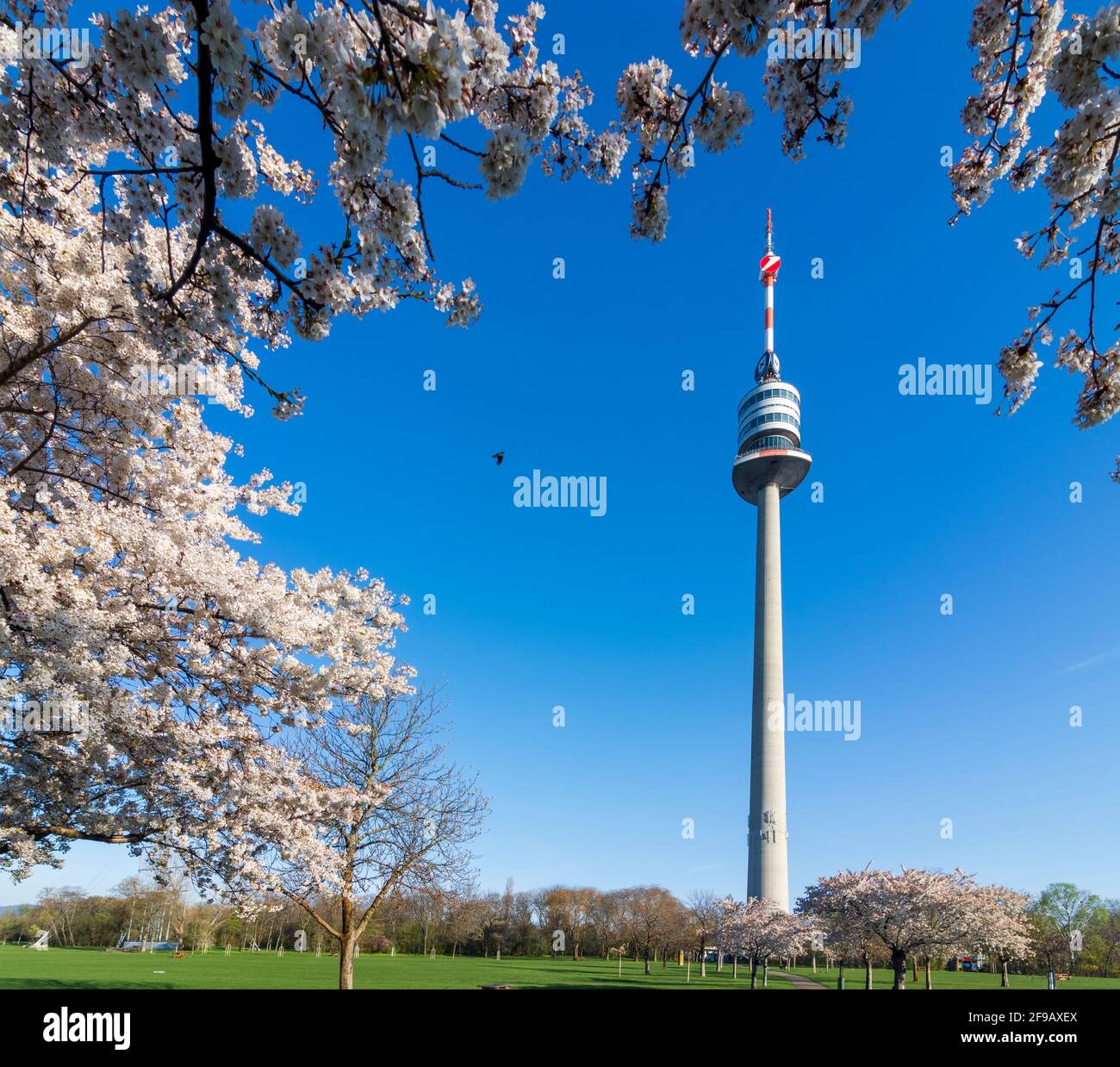 Wien, Vienna: cherry tree blossom at park Donaupark, Donauturm (Danube ...