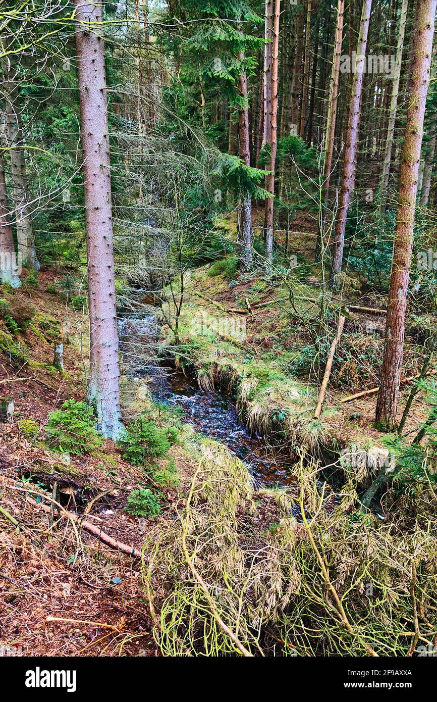Landscape pine tree forest small river hi-res stock photography and ...