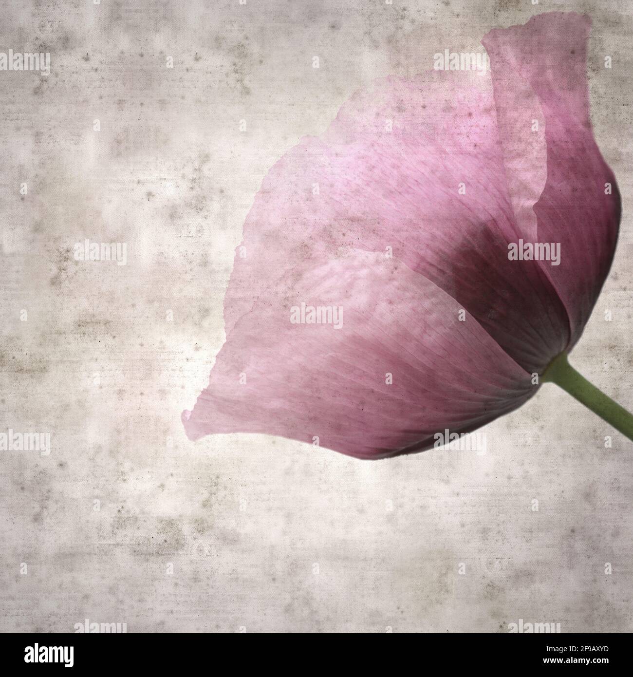 stylish textured old paper square background with pink poppy Papaver ...