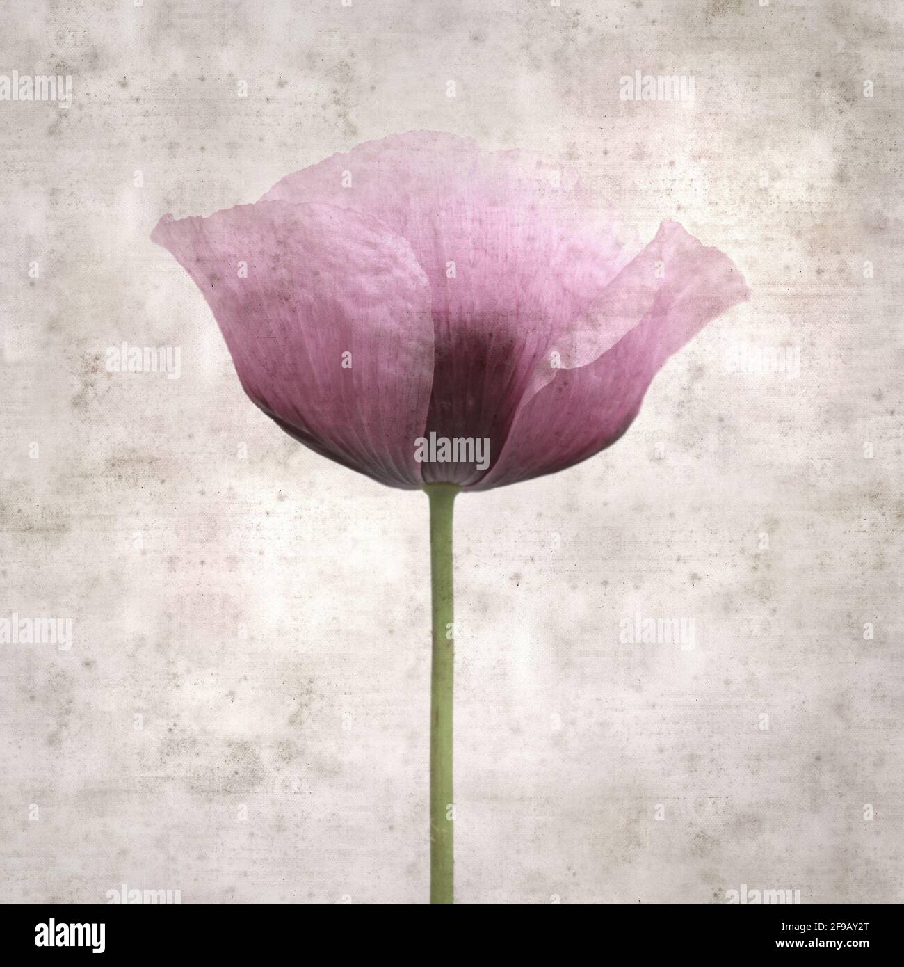 stylish textured old paper square background with pink poppy Papaver ...