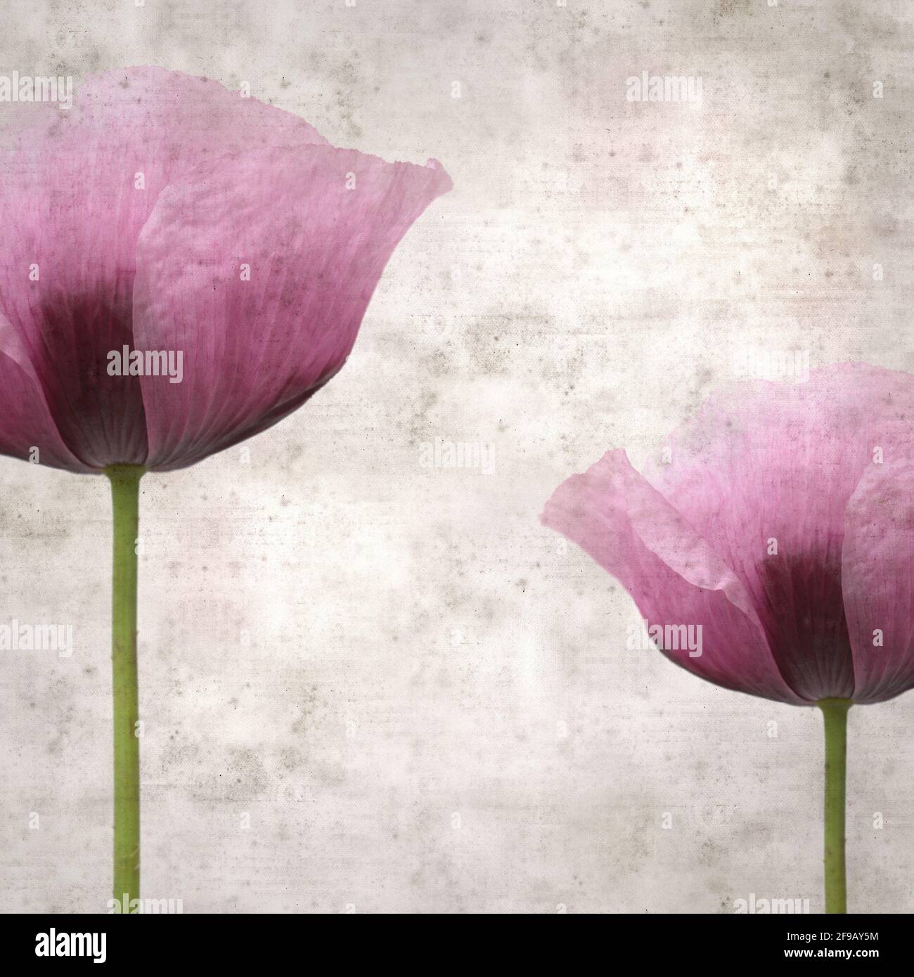 stylish textured old paper square background with pink poppy Papaver ...