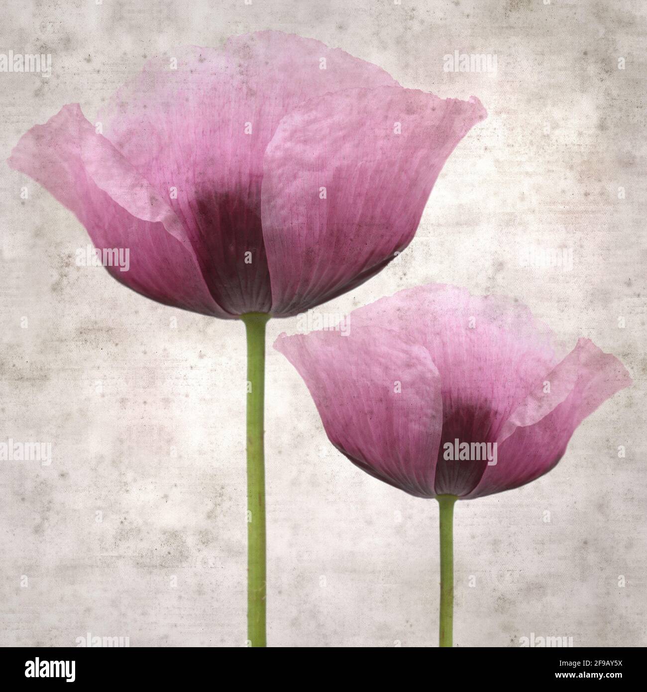 stylish textured old paper square background with pink poppy Papaver ...