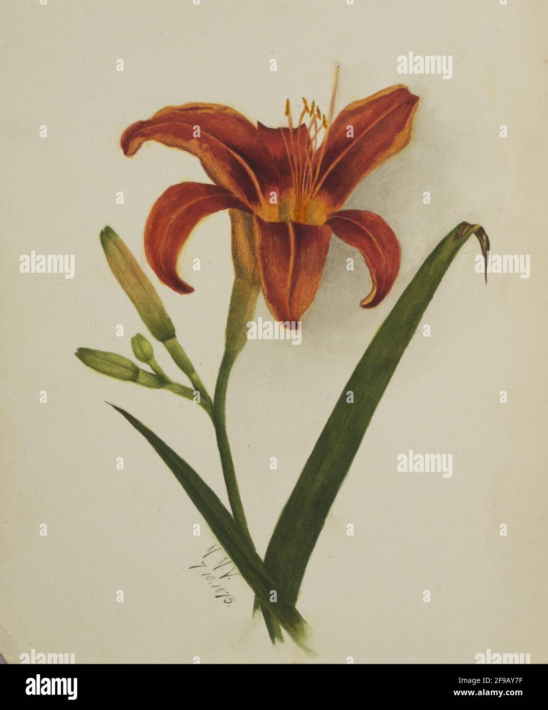 Untitled (Lily), 1875 Stock Photo - Alamy
