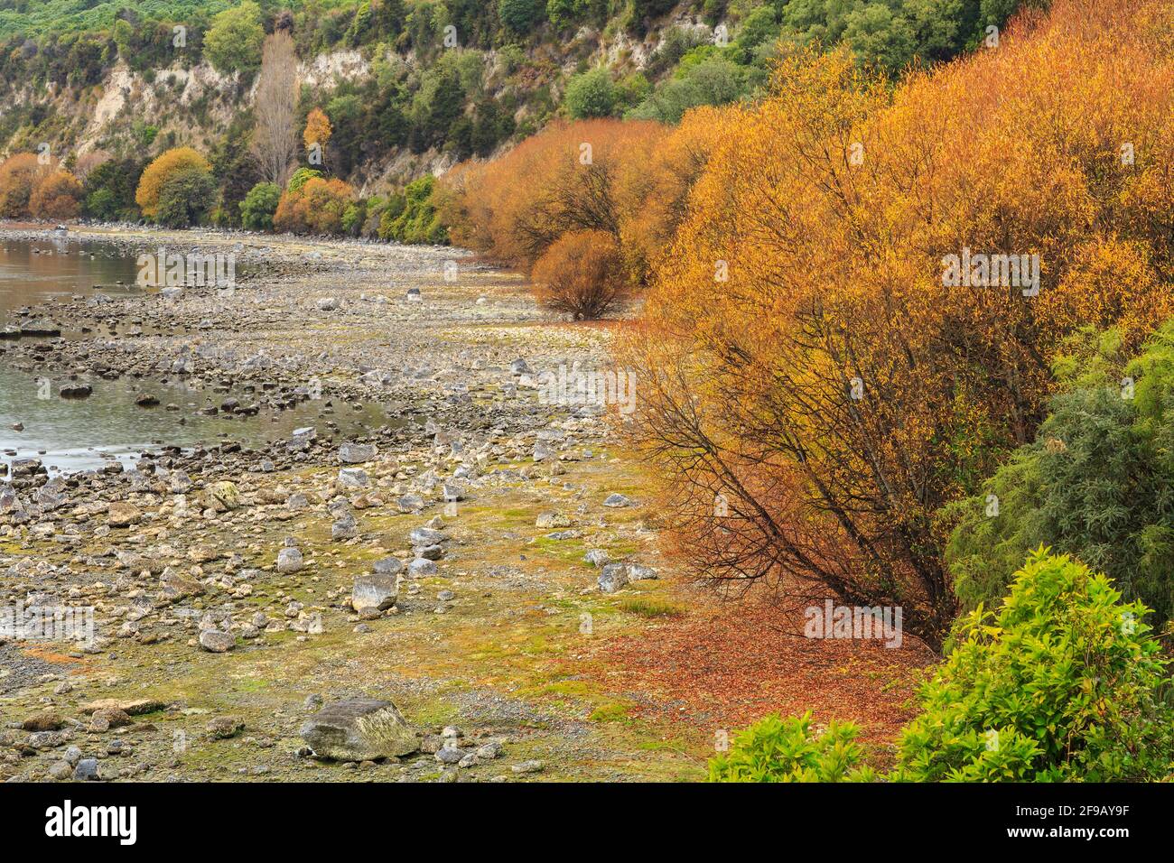 Red willow trees hi-res stock photography and images - Alamy