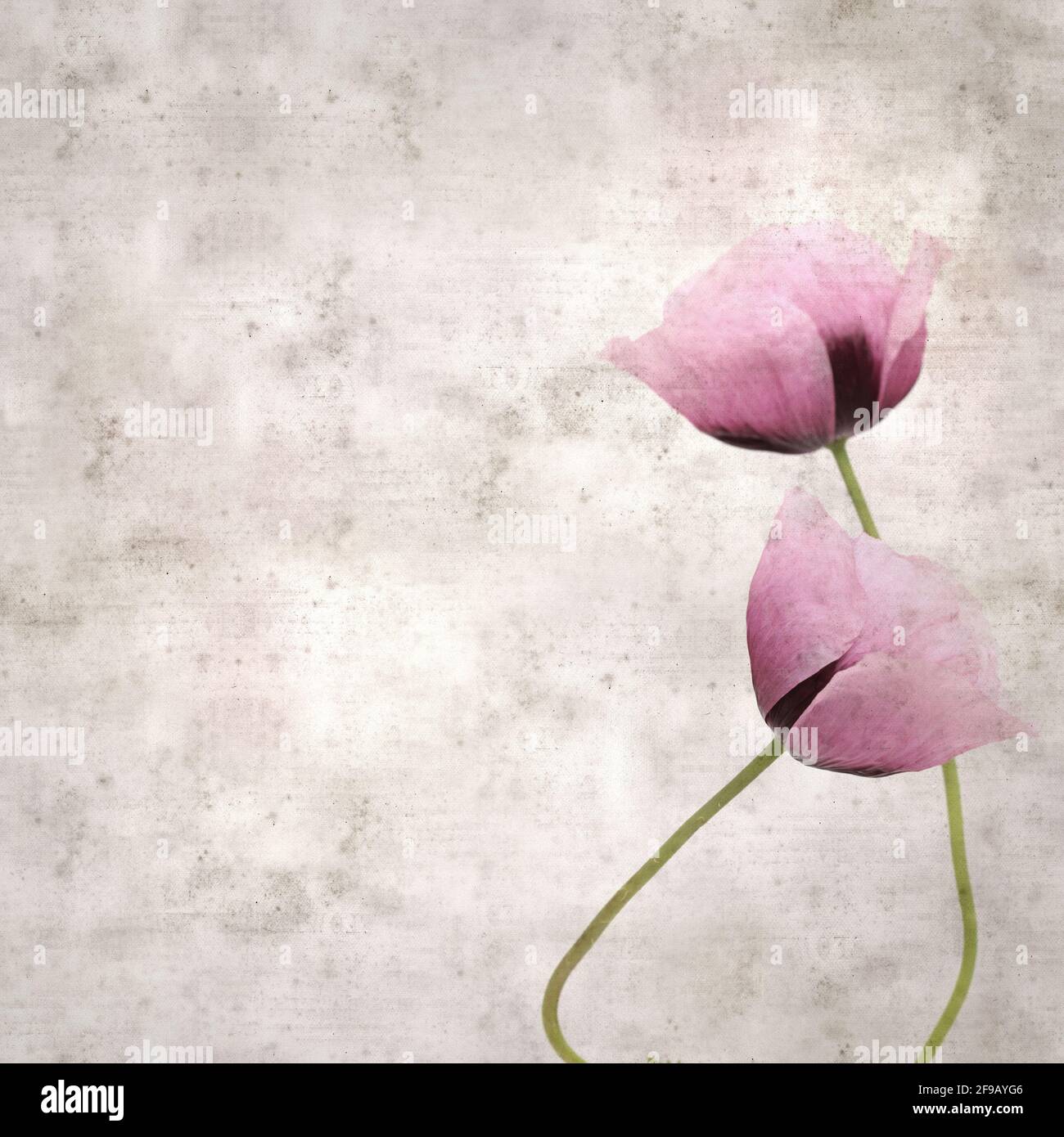 stylish textured old paper square background with pink poppy Papaver ...