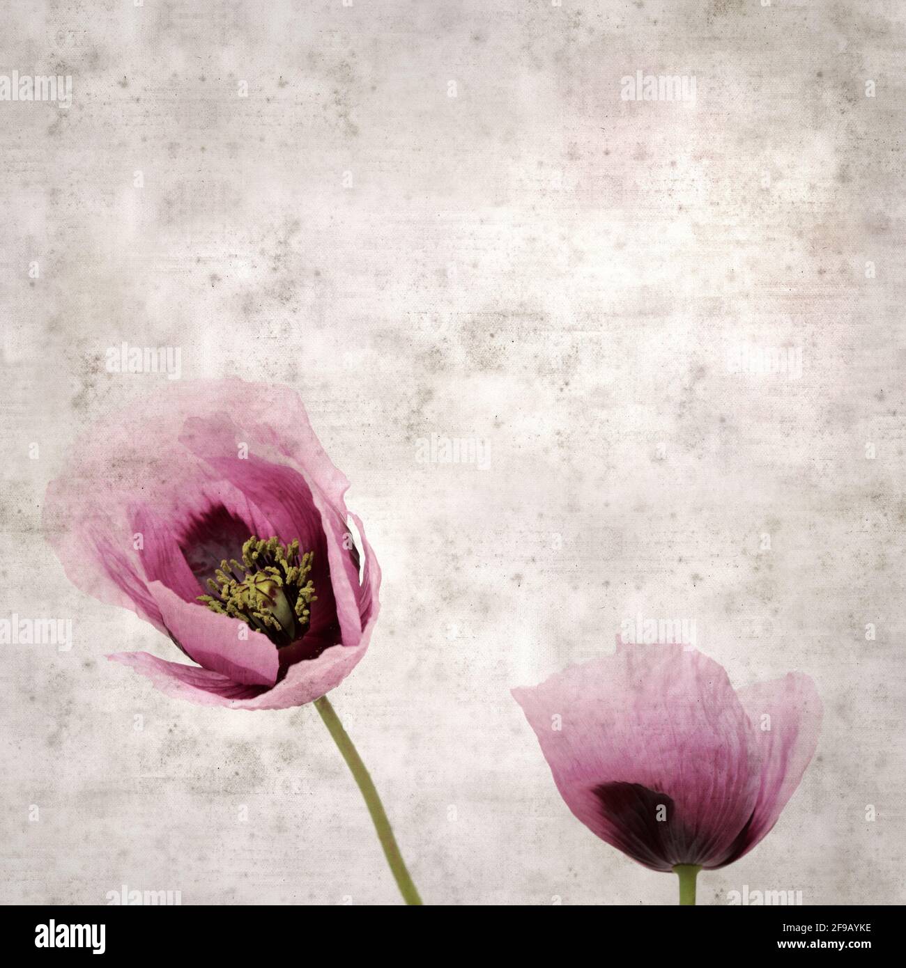 stylish textured old paper square background with pink poppy Papaver ...
