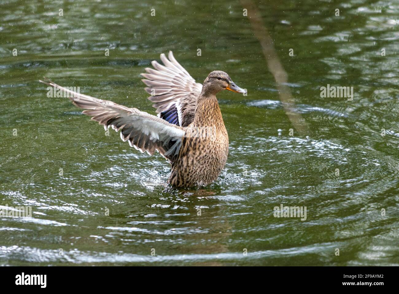 A duck romps in the water. She flaps her wings and splashes water ...
