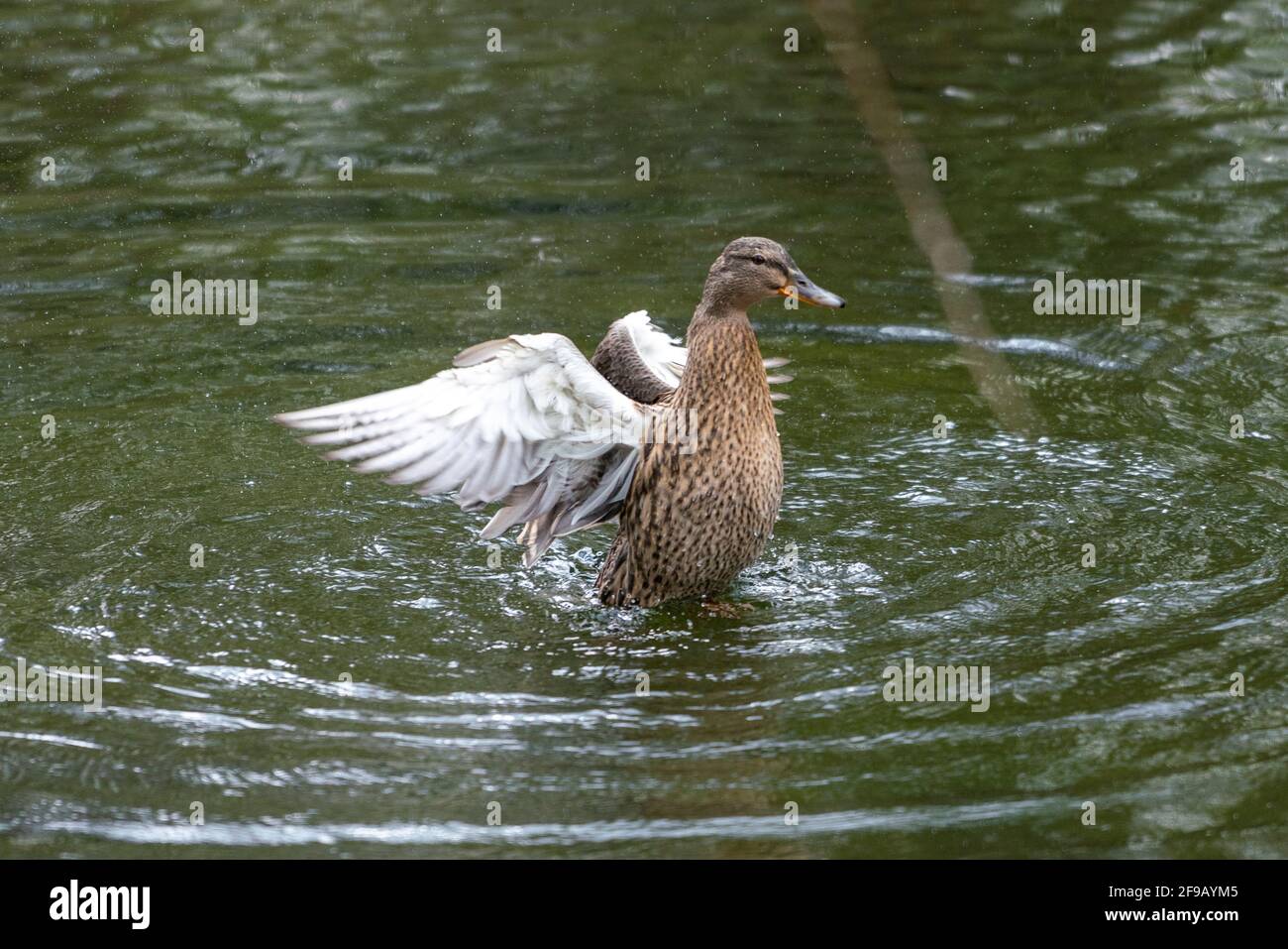 A duck romps in the water. She flaps her wings and splashes water ...