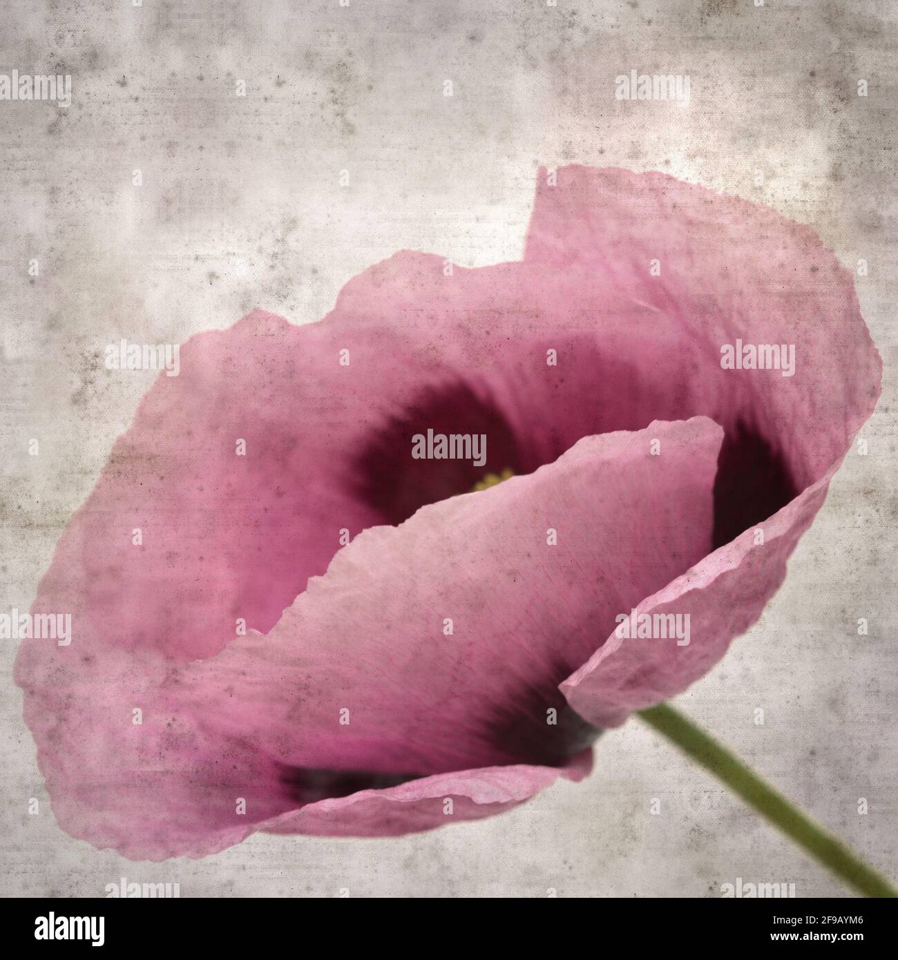 stylish textured old paper square background with pink poppy Papaver ...