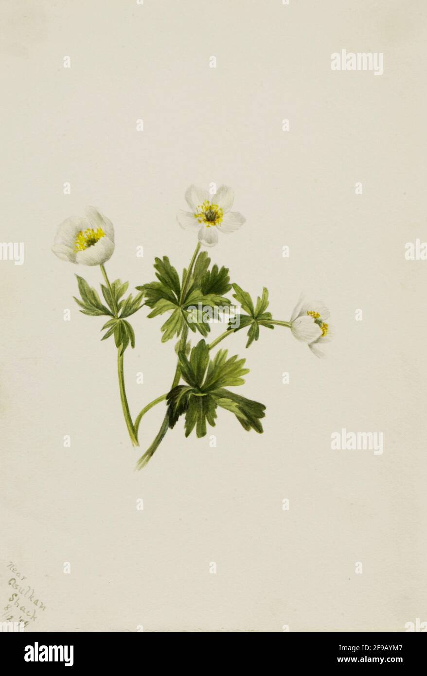 White Globeflower (Trollius albiflorus), 1899 Stock Photo - Alamy