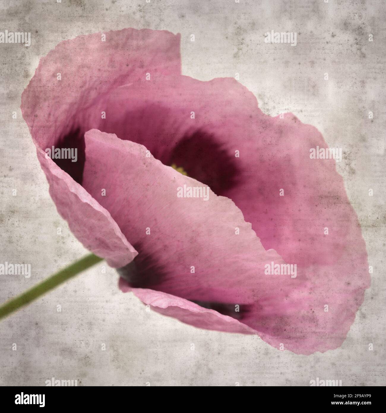 stylish textured old paper square background with pink poppy Papaver ...