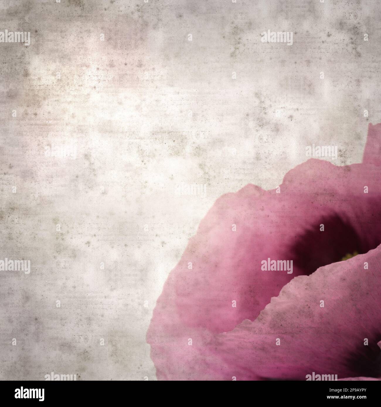 stylish textured old paper square background with pink poppy Papaver ...