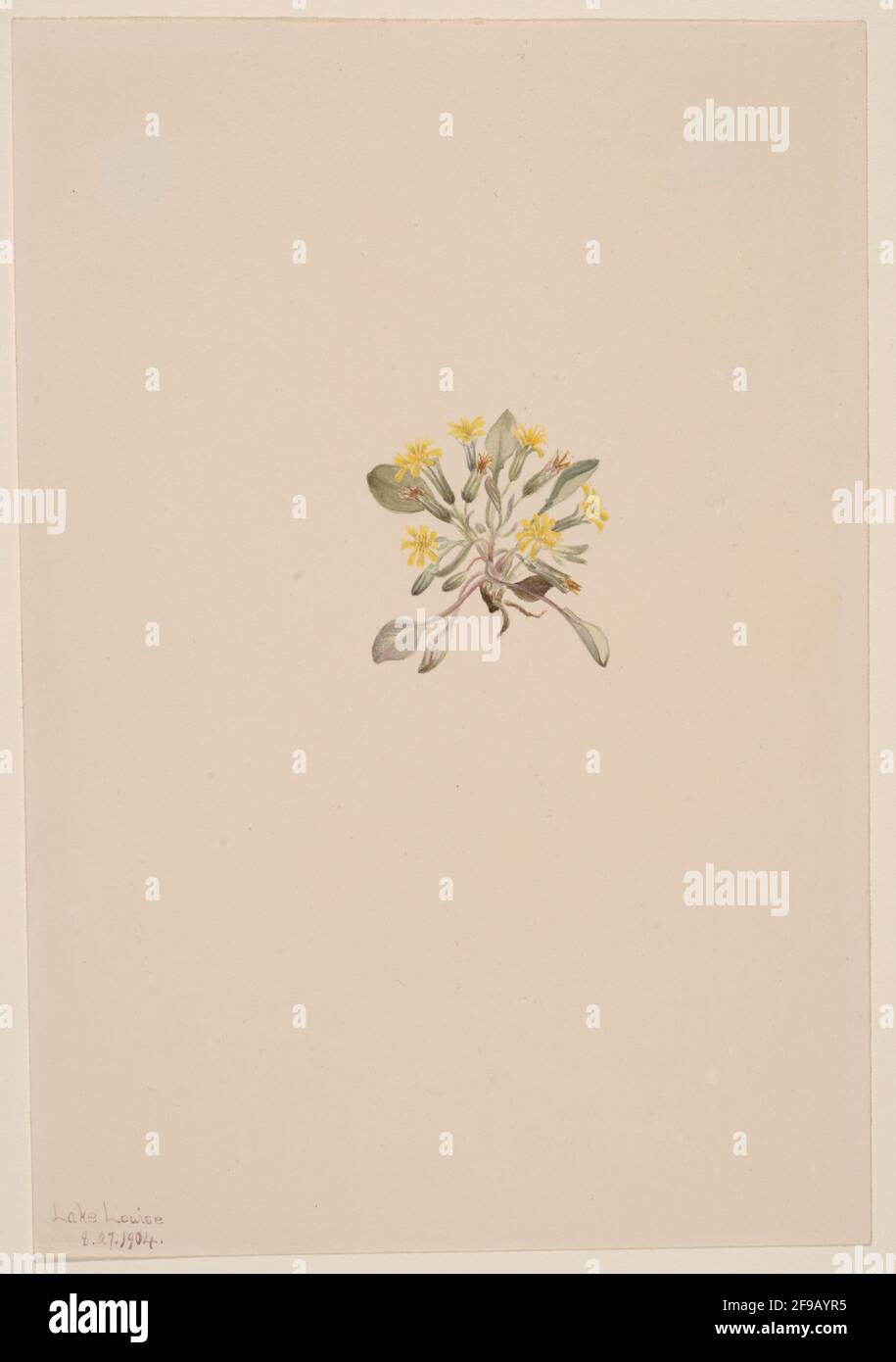 Crepis elegans hi-res stock photography and images - Alamy