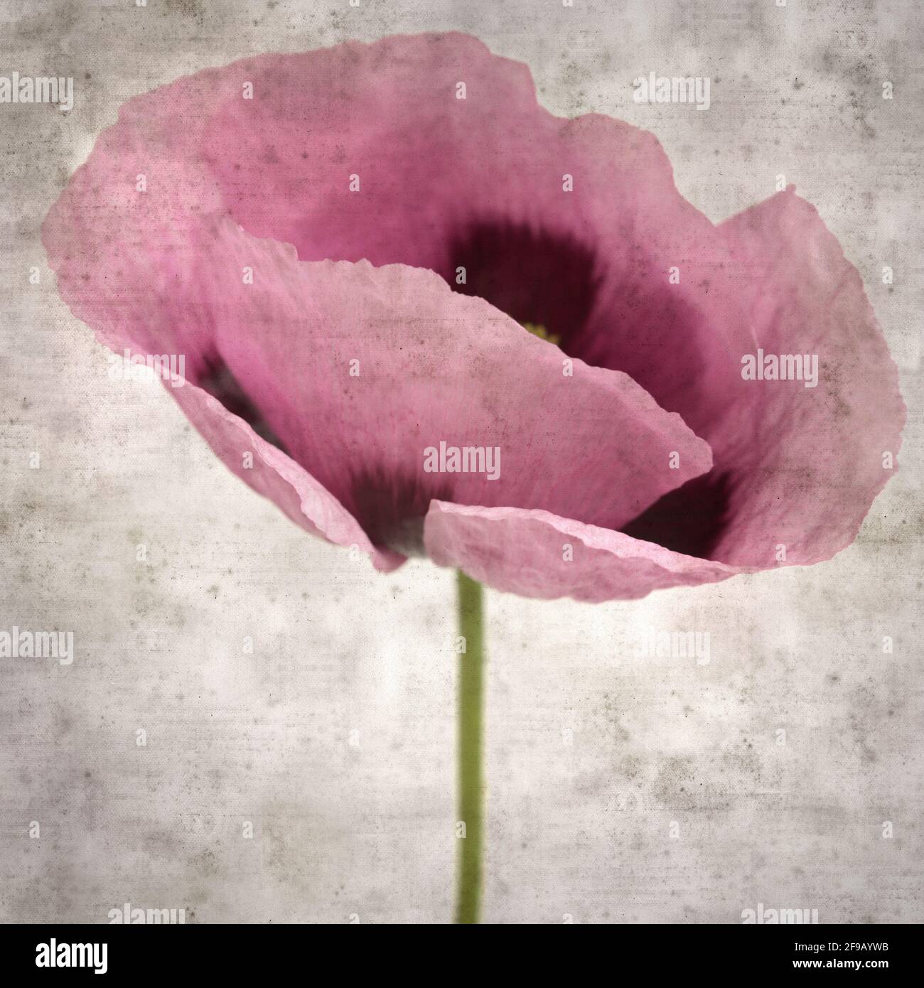stylish textured old paper square background with pink poppy Papaver ...