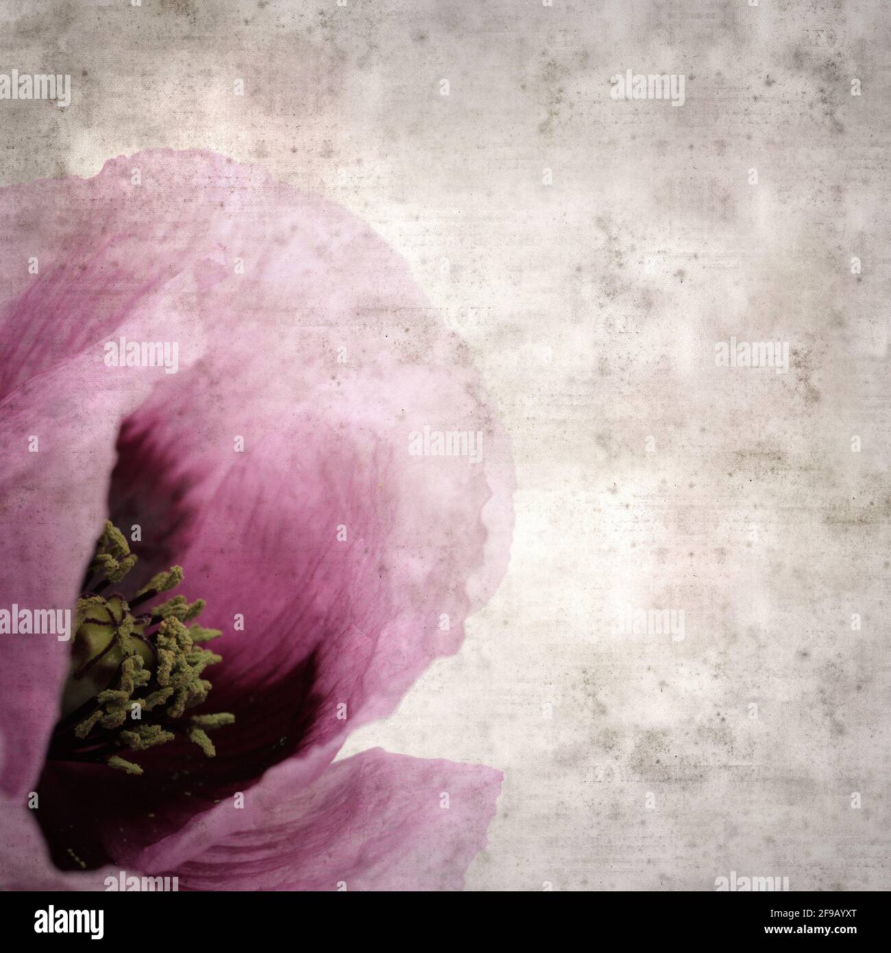 stylish textured old paper square background with pink poppy Papaver ...