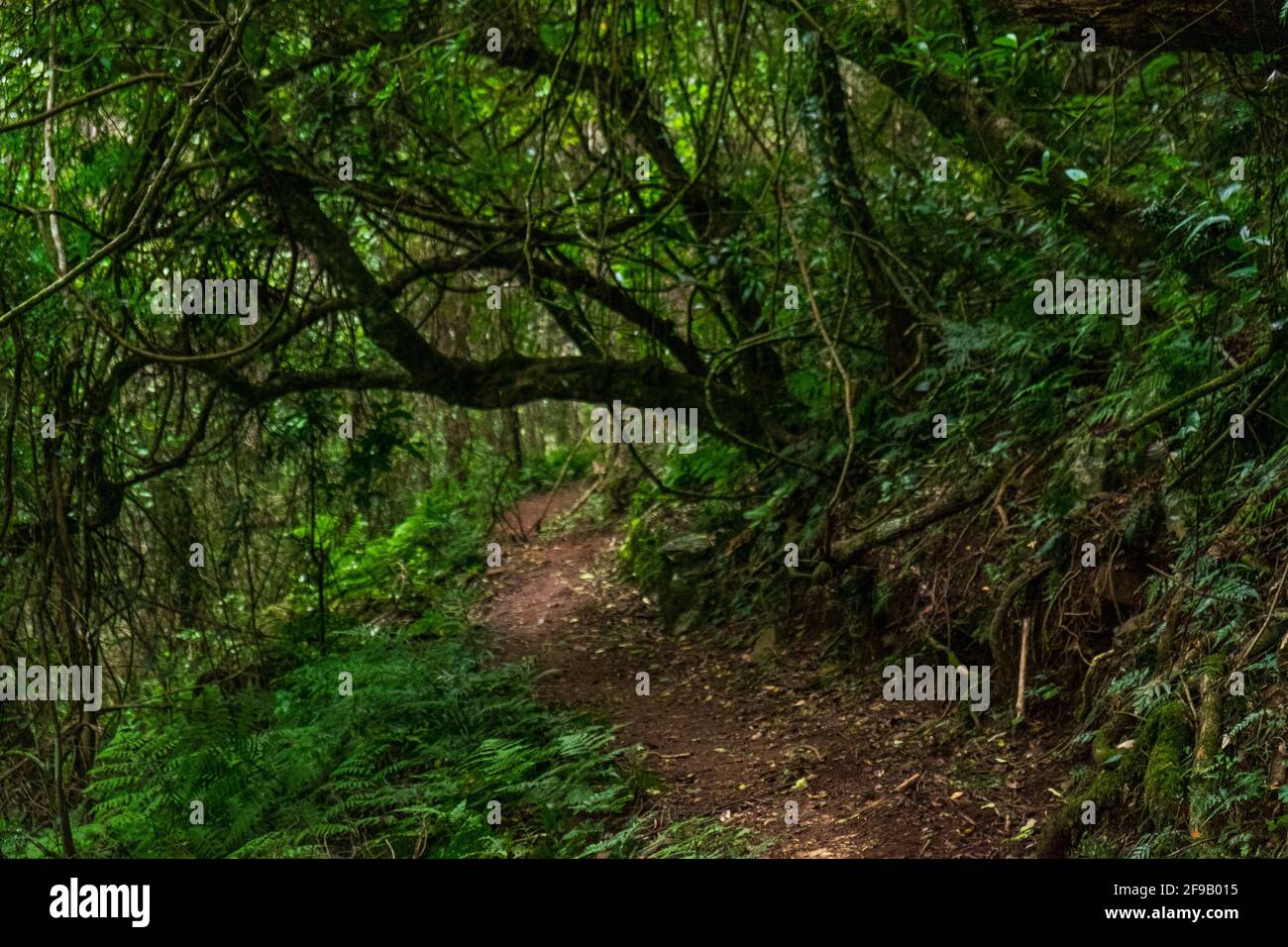 Mt Mitchell Trail Stock Photo - Alamy
