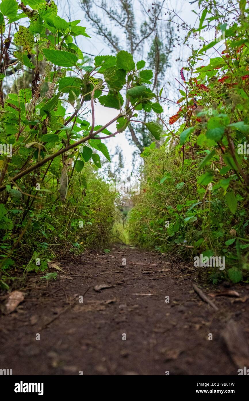An animal's view of the trail Stock Photo - Alamy