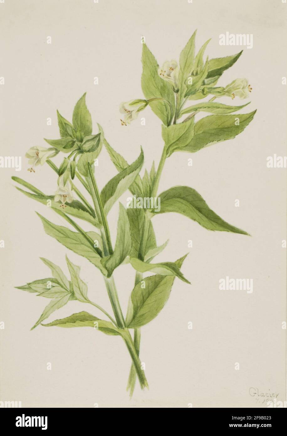 Yellow Willow-Weed (Epilobium lutem), 1906 Stock Photo - Alamy