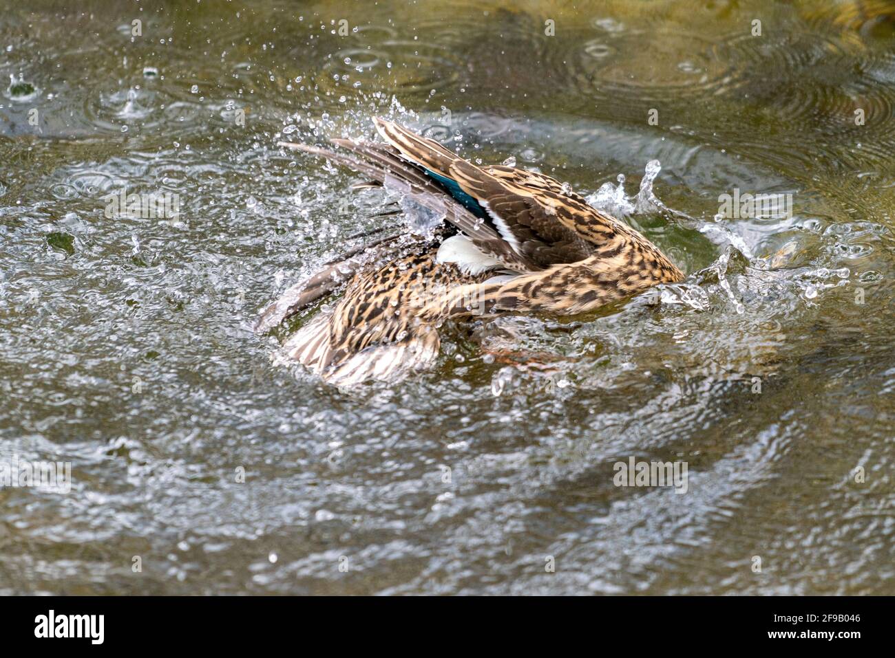 A duck romps in the water. She flaps her wings and splashes water ...