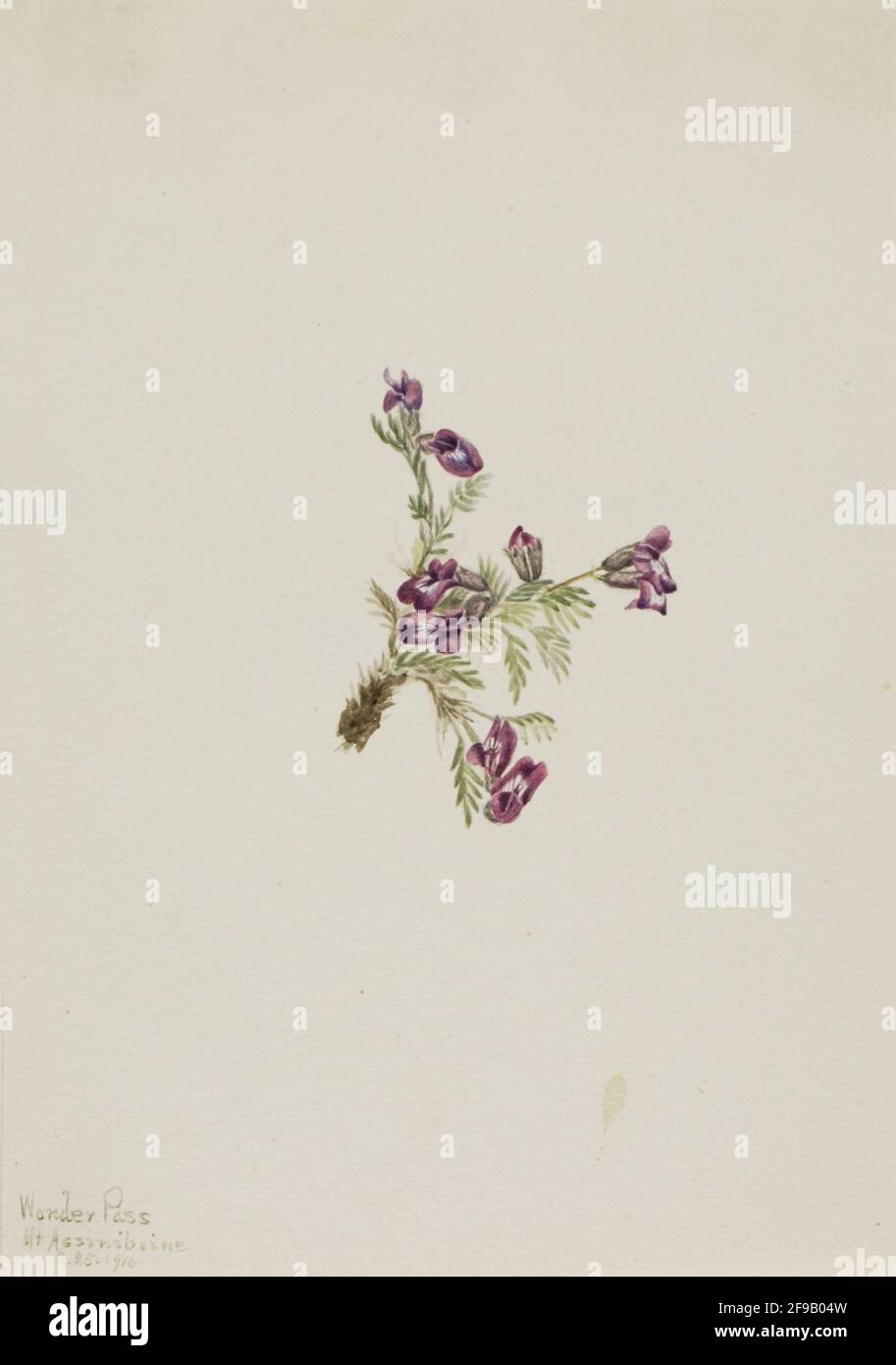 Oxytropis podocarpa hi-res stock photography and images - Alamy