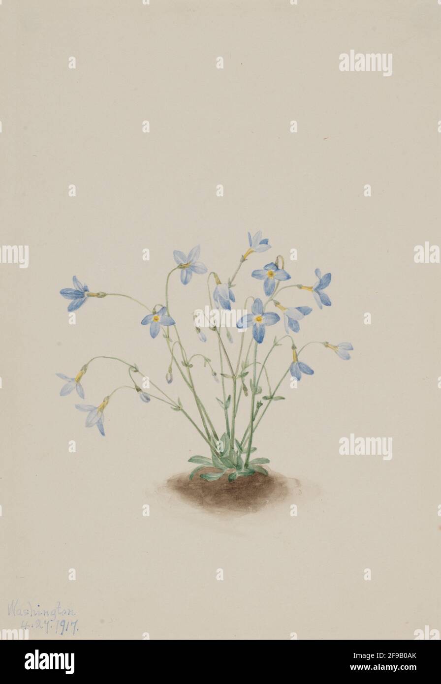 Quakerladies (Houstonia caerulea), 1917 Stock Photo - Alamy