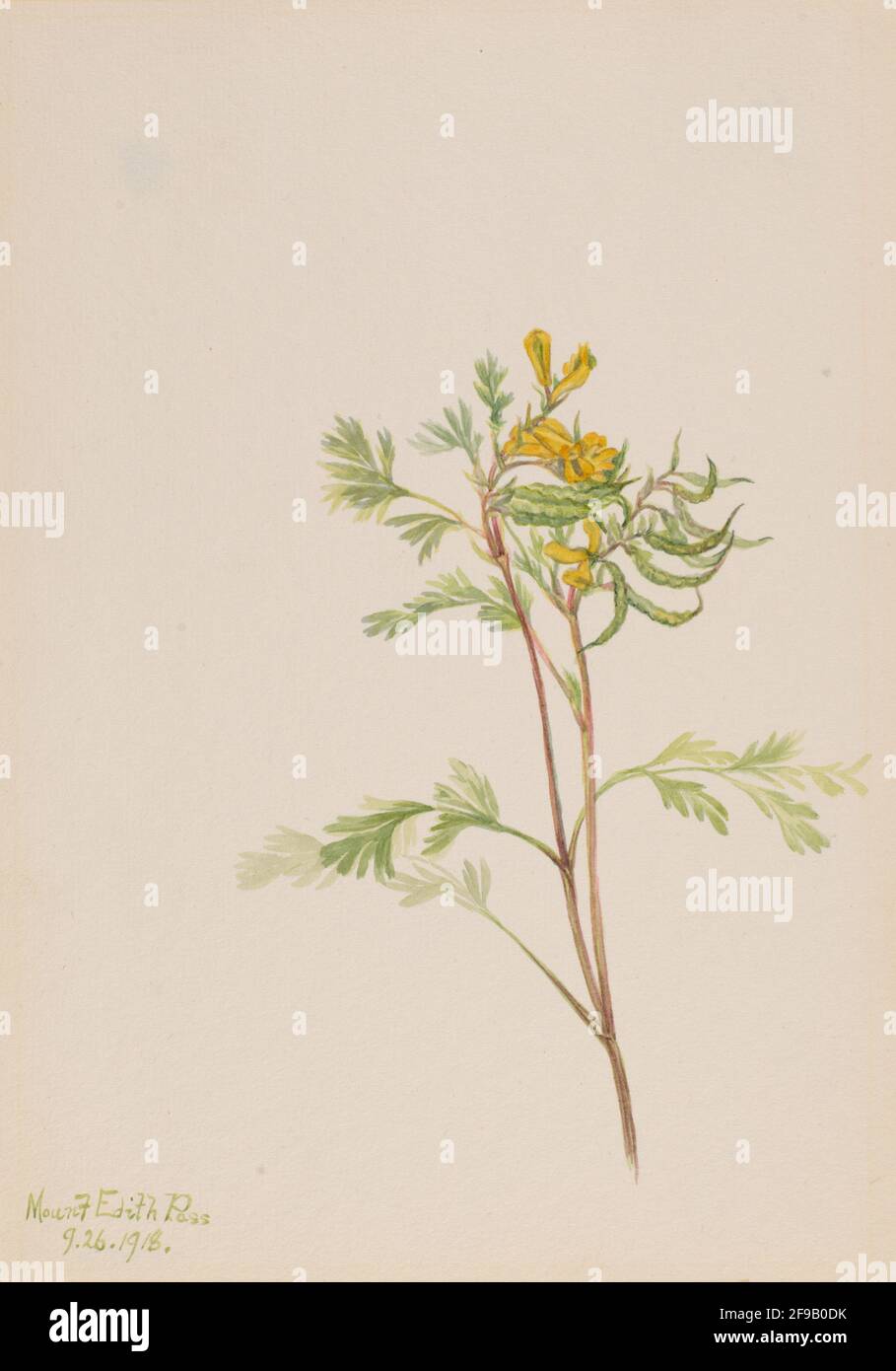 Plant corydalis capnoides hi-res stock photography and images - Alamy