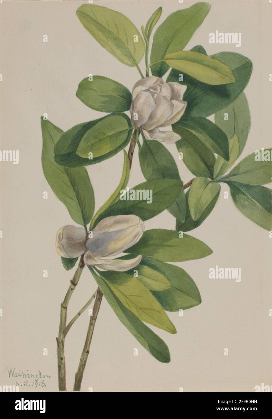 Swamp Magnolia (Magnolia virginiana), 1918 Stock Photo - Alamy