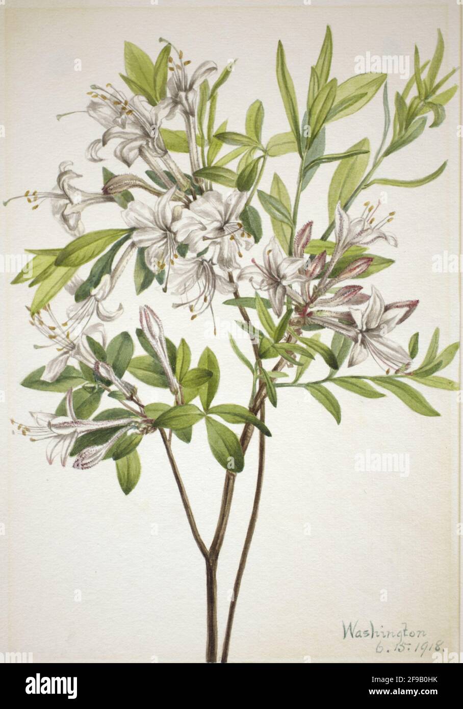 Viscosa azalea hi-res stock photography and images - Alamy