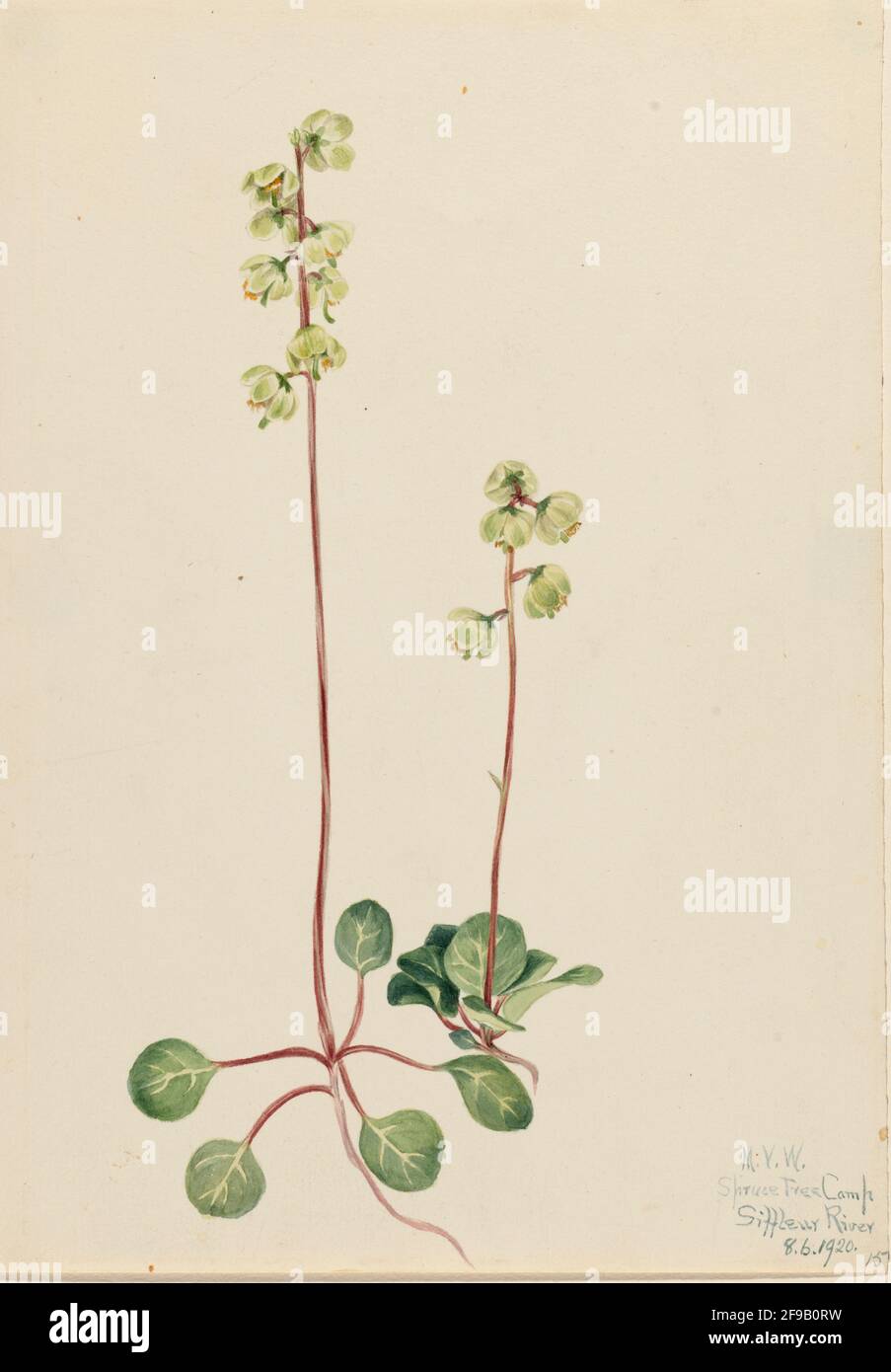 Green Pyrola (Pyrola chlorantha), 1920 Stock Photo - Alamy