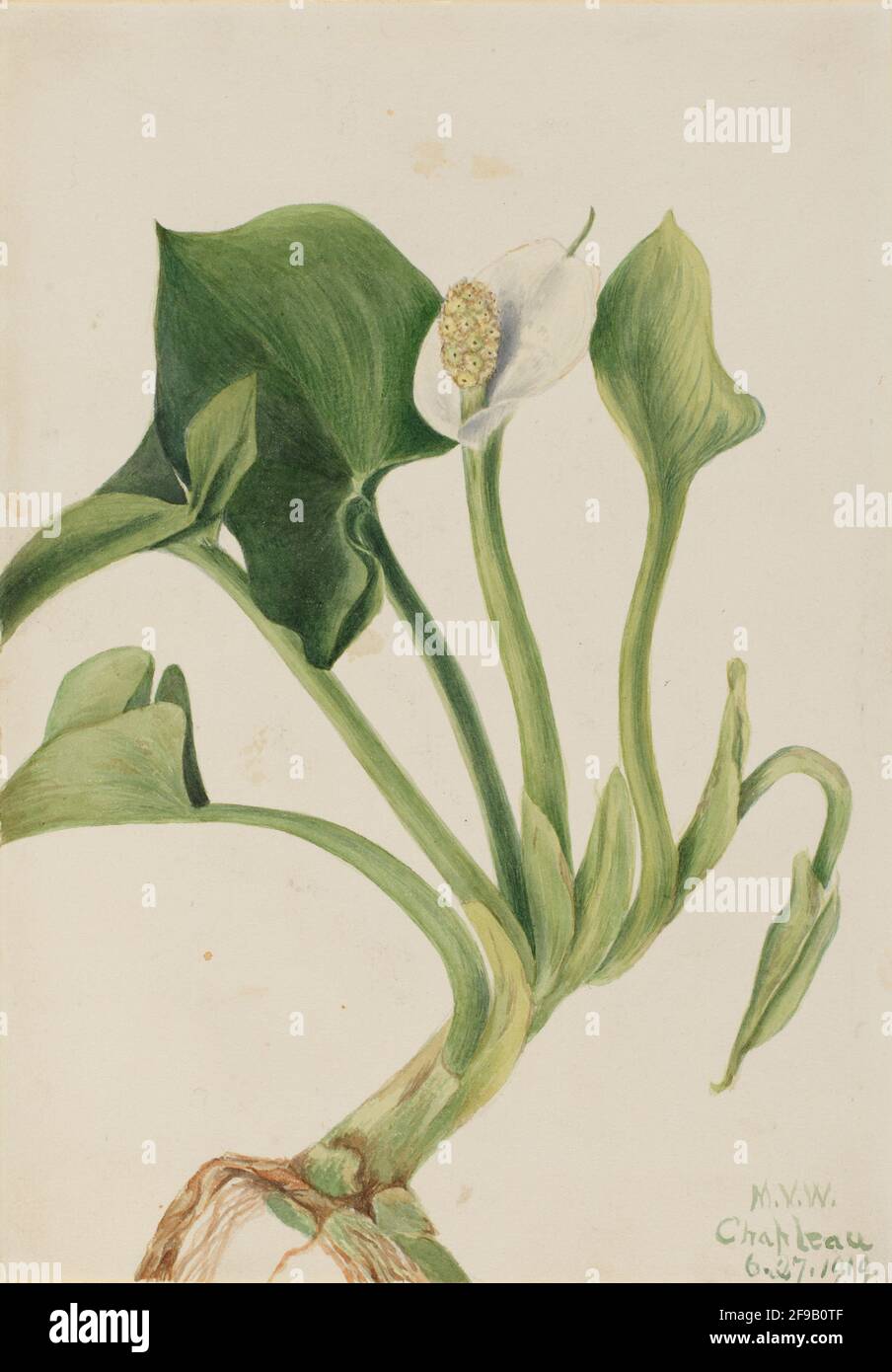 Wild Calla (Calla palustris), 1919 Stock Photo - Alamy