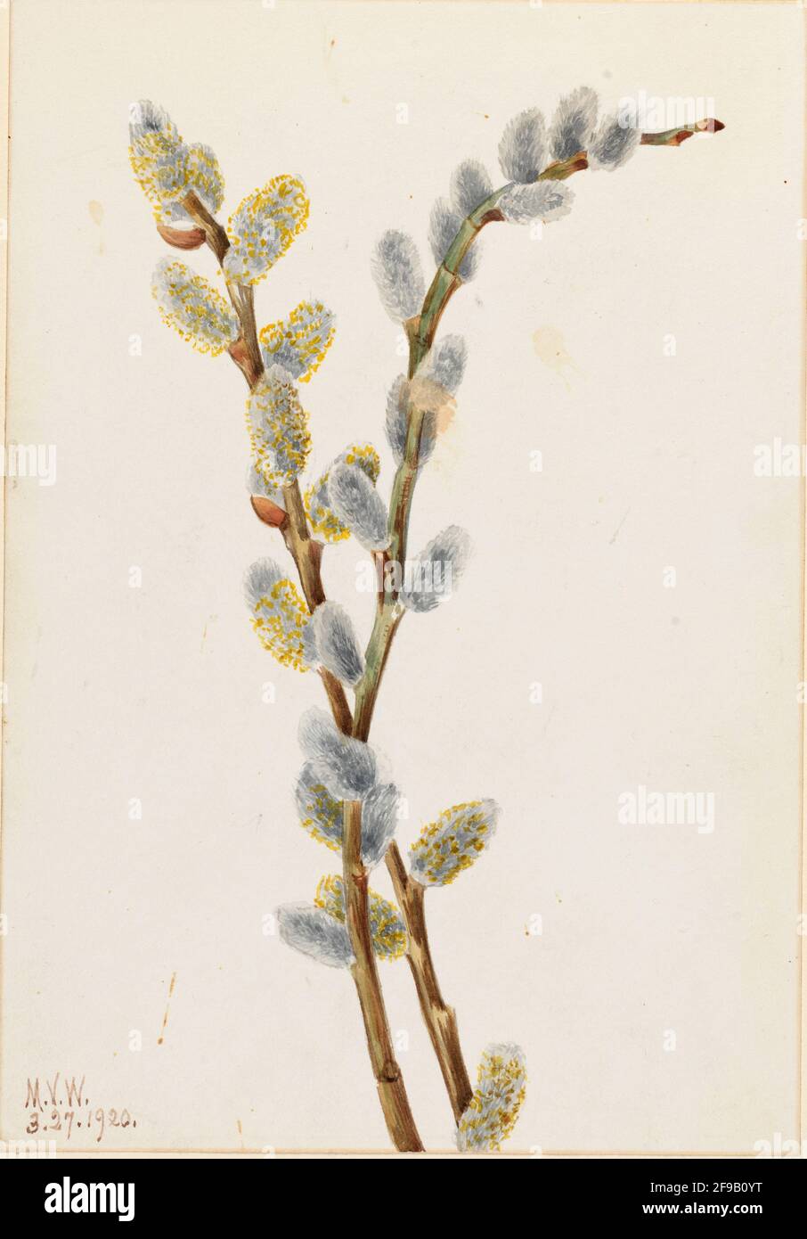 Pussy Willow (Salix discolor), 1920 Stock Photo - Alamy