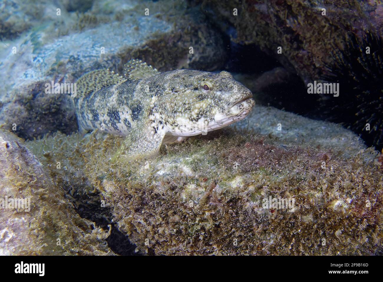 Gobius cobitis hi-res stock photography and images - Alamy
