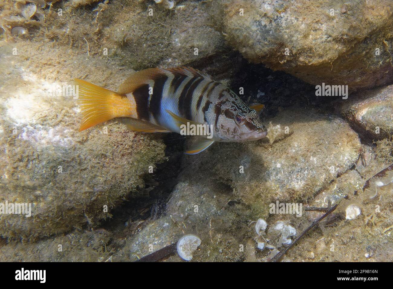 Comber fish in the mediterranean sea hi-res stock photography and ...