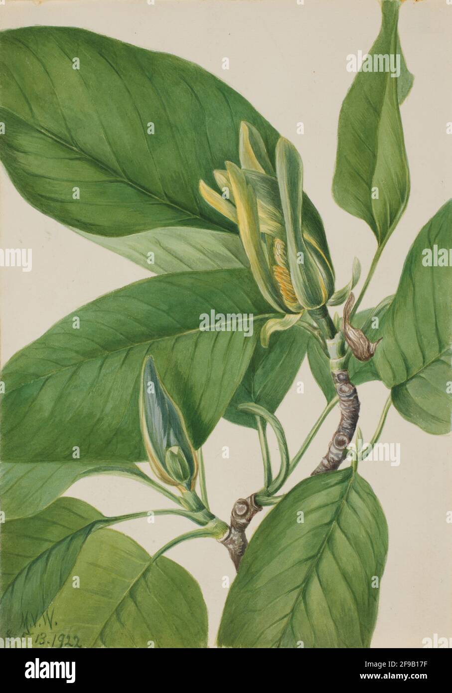 Cucumber tree magnolia acuminata hi-res stock photography and images ...