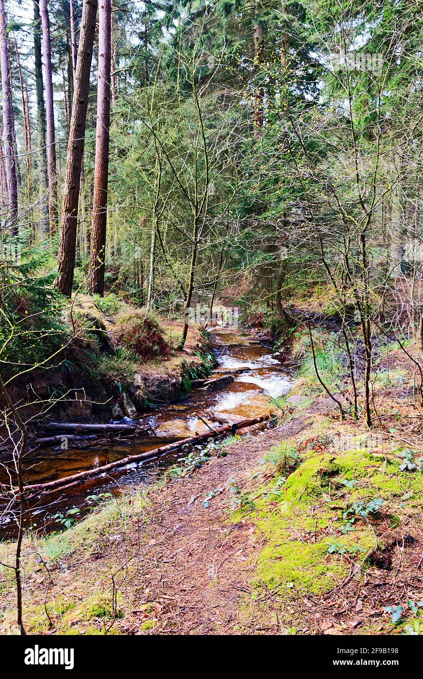 Small stearm in Cropton Forest North Yorkshire Stock Photo - Alamy