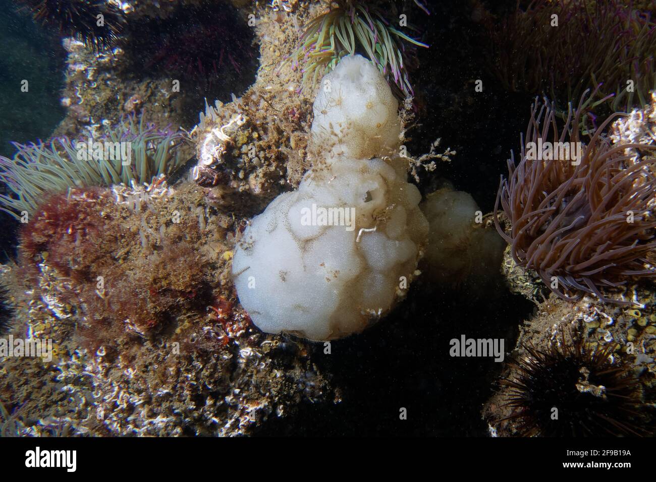 White sea squirt phallusia hi-res stock photography and images - Alamy