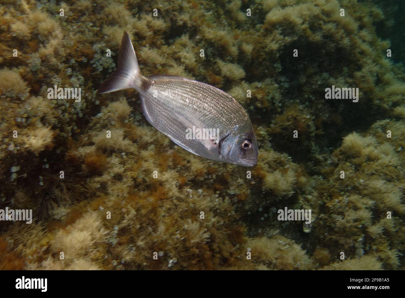 Cantharus High Resolution Stock Photography and Images - Alamy