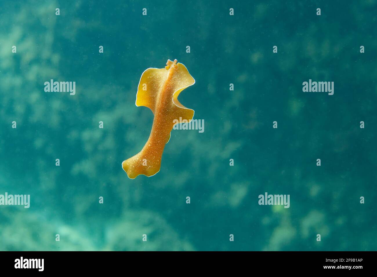 Orange flatworm (Yungia aurantiaca) swimming in Mediterranean Sea Stock ...