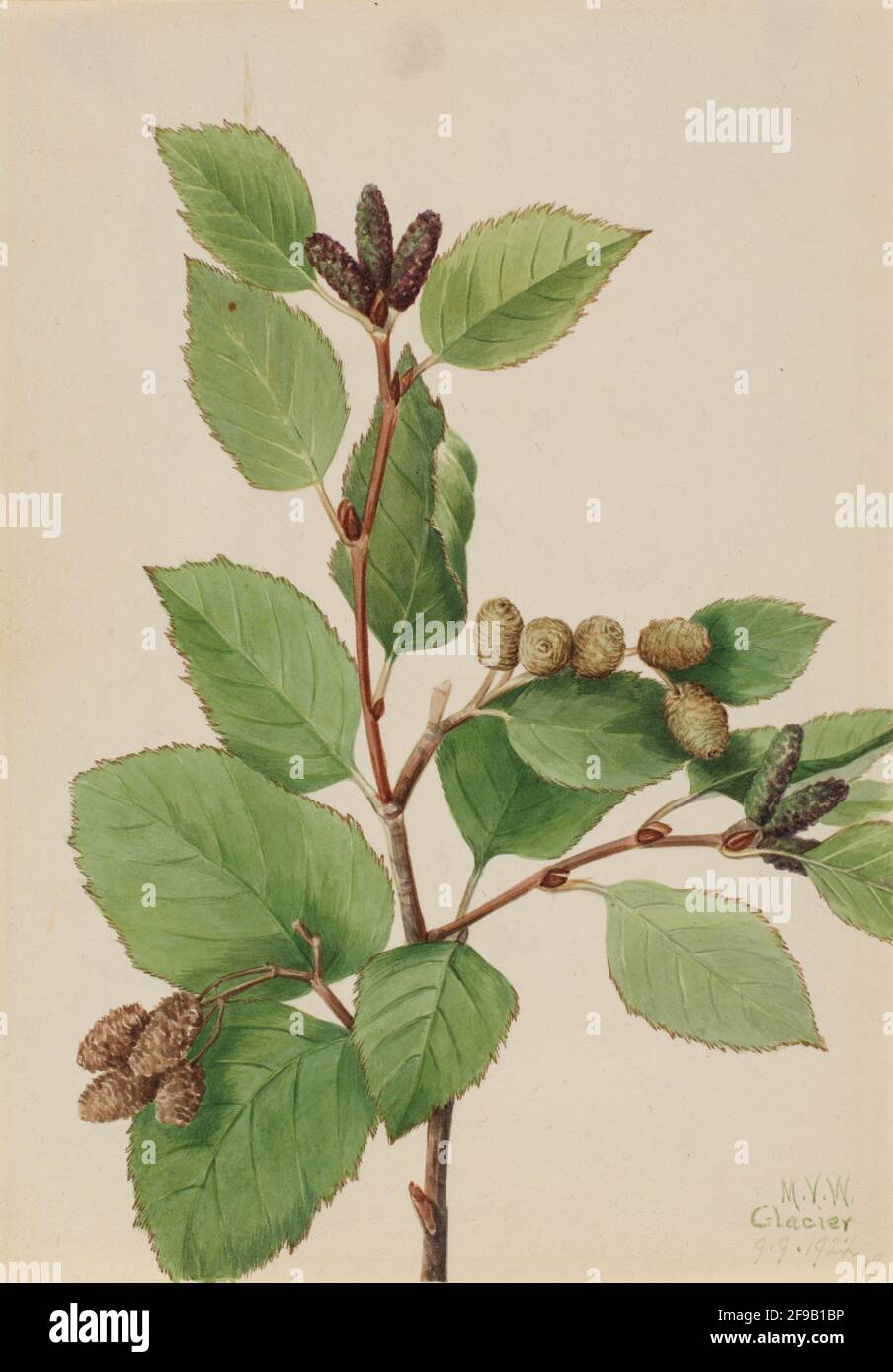 Western Green Alder (Alnus sinuata), 1922 Stock Photo - Alamy