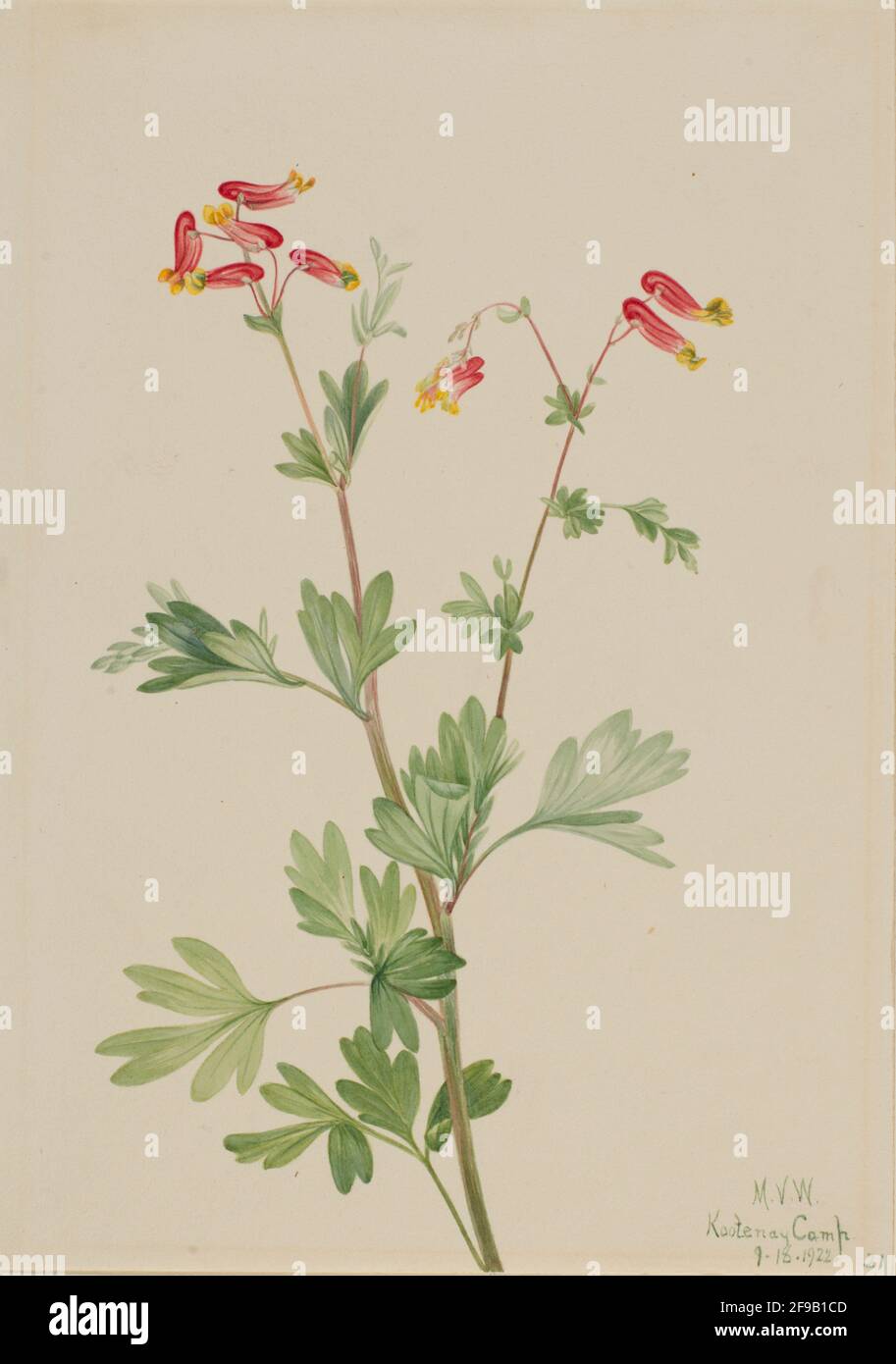 Capnoides sempervirens hi-res stock photography and images - Alamy