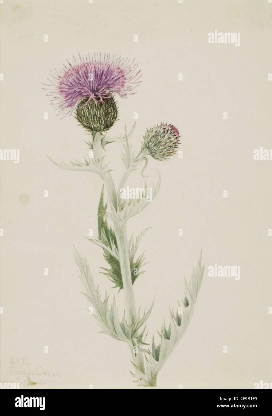 Prairie Thistle (Cirsium undulatum), 1923 Stock Photo - Alamy