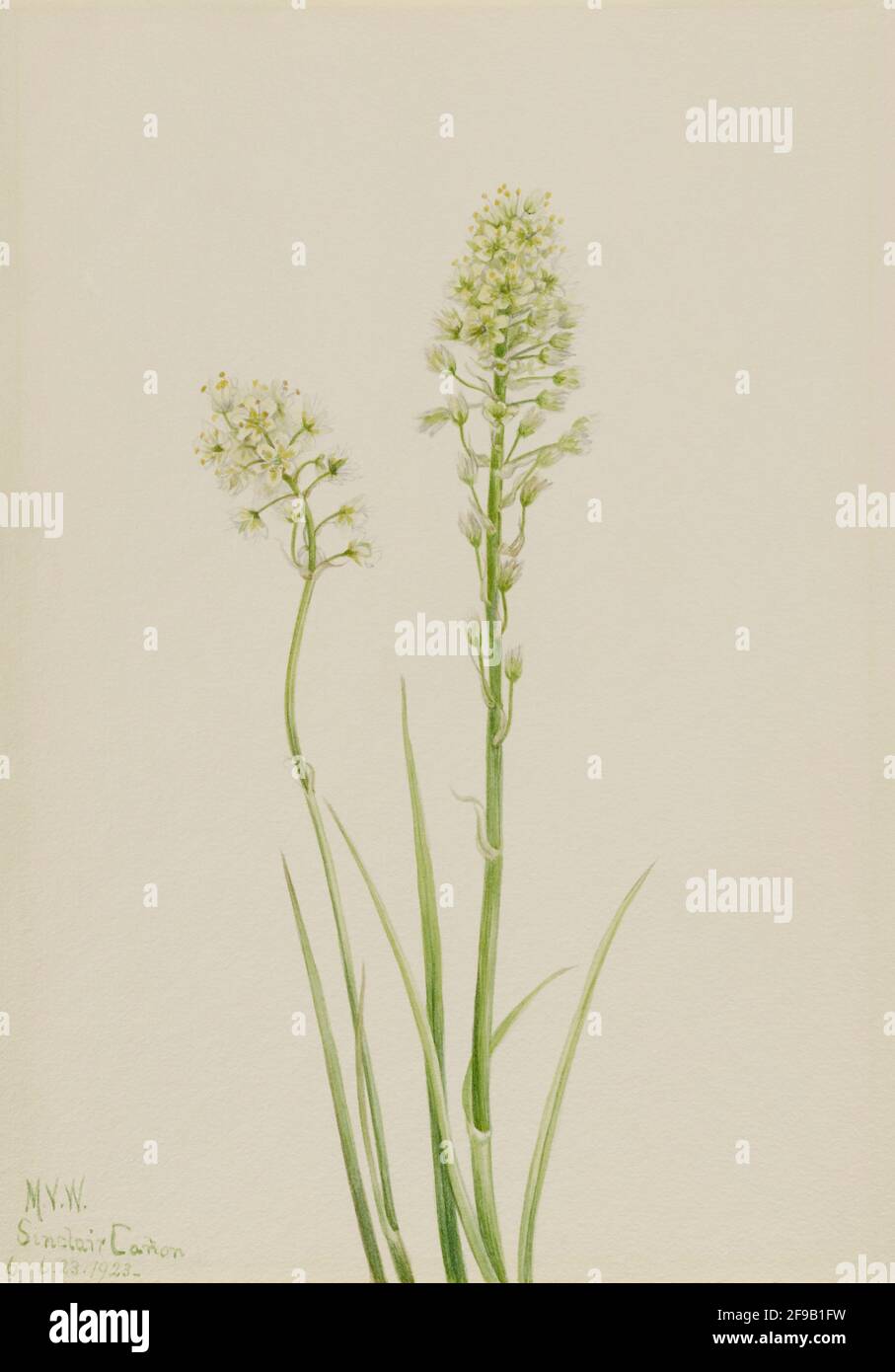 Death Camas (Zygadenus venenosus), 1923 Stock Photo - Alamy
