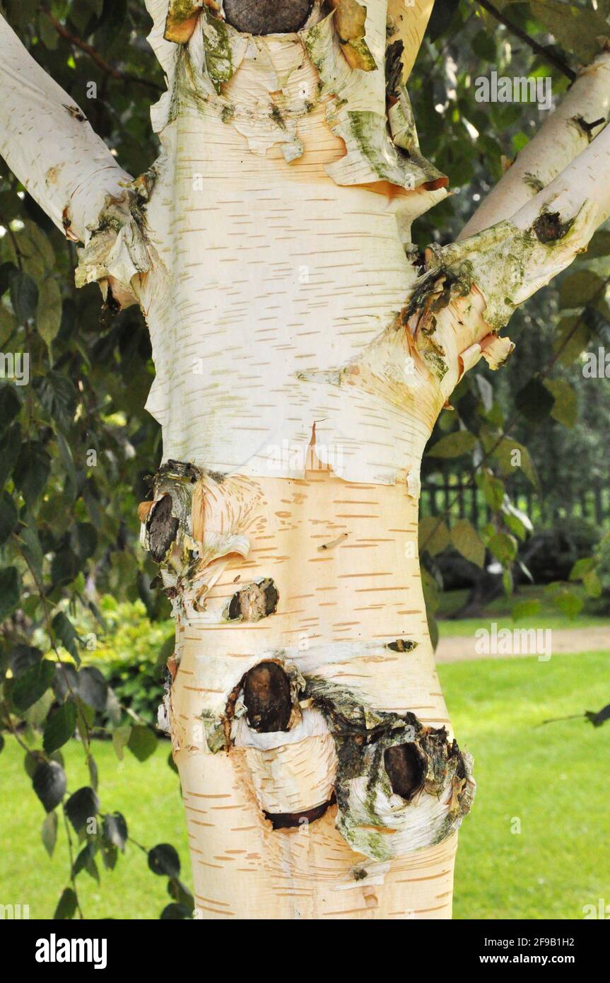 Birch lenticels hi-res stock photography and images - Alamy