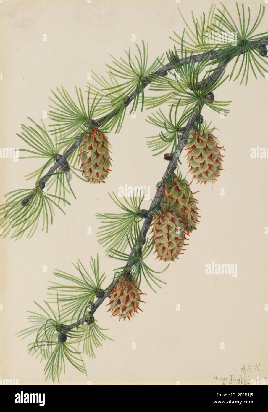 Western Larch (Larix occidentalis), 1923 Stock Photo - Alamy