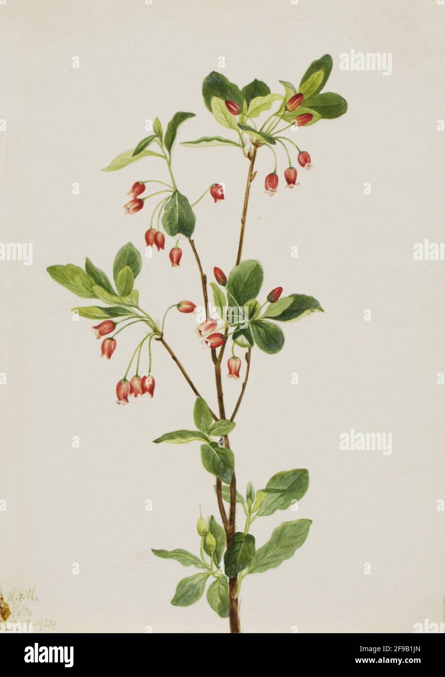 Western Menziesia (Menziesia glabella), 1924 Stock Photo - Alamy