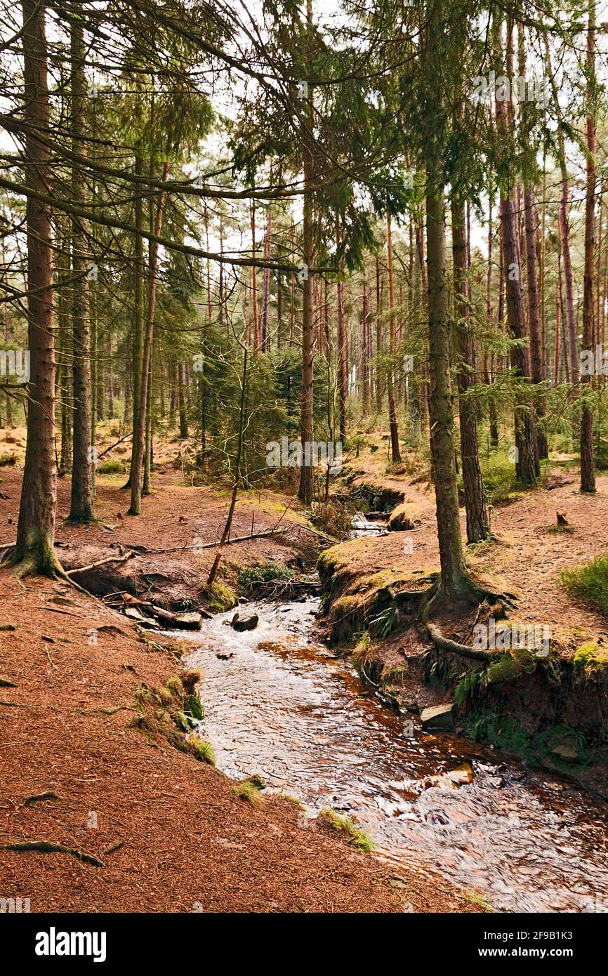 Small stream in Cropton Forest North Yorkshire Stock Photo - Alamy